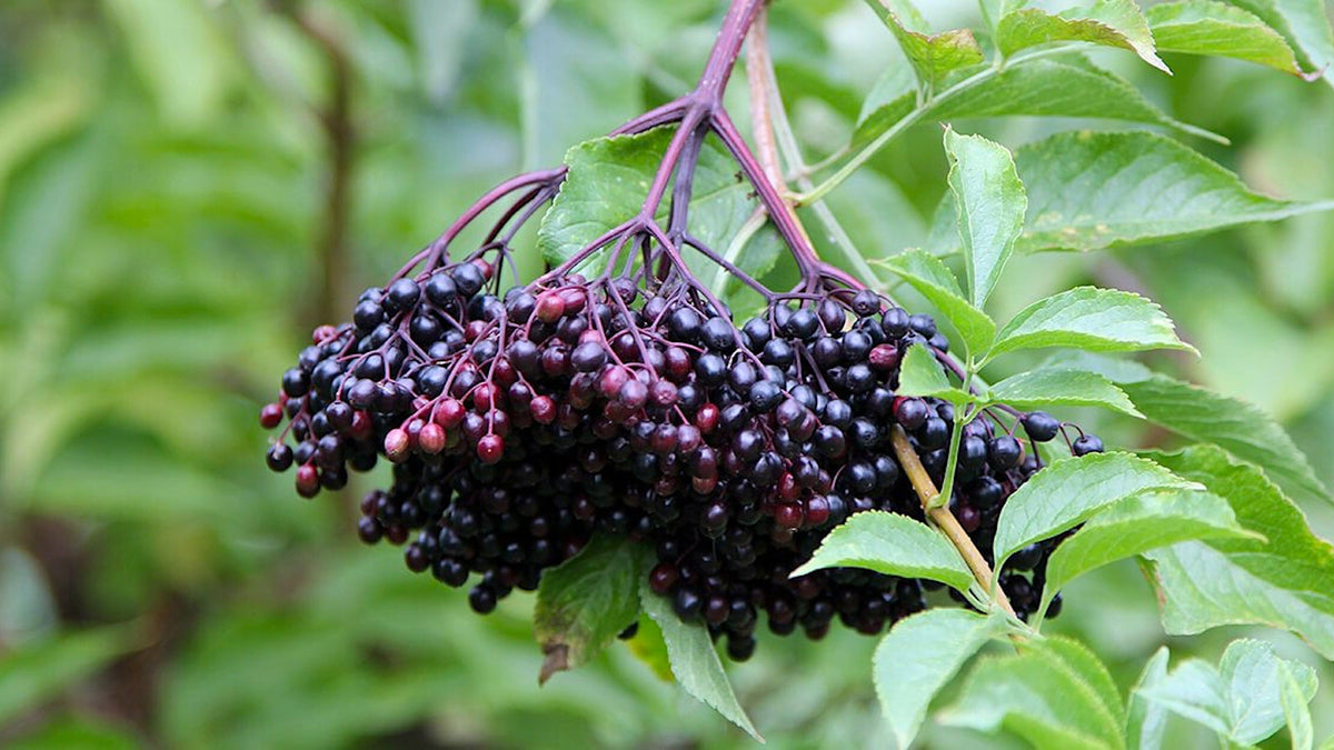 Certified Organic Elderberries | Canes & Seedlings for Zones 3–7 ...