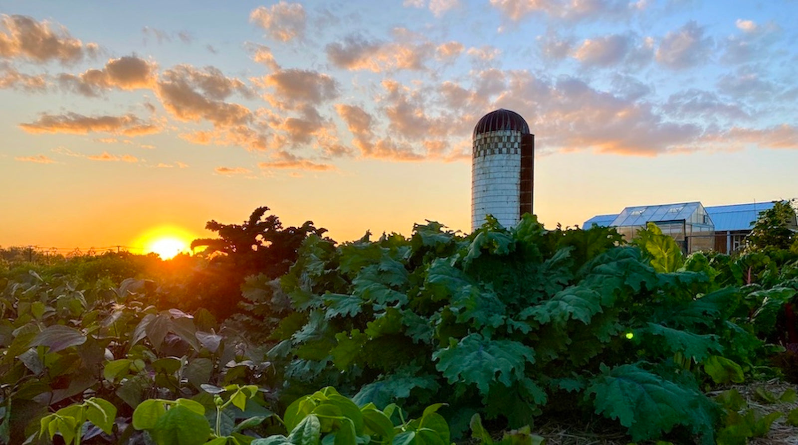 About Taiga Farm and Seed in Cultivating the North Together – Taiga ...