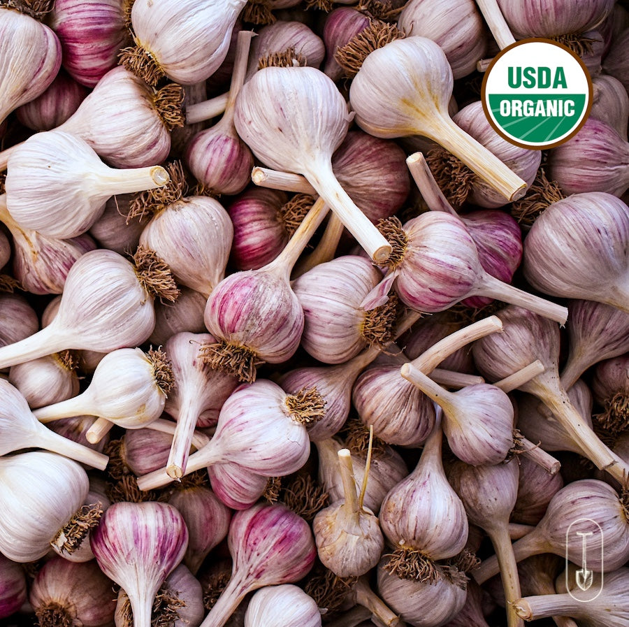 Chesnok Red Garlic – Certified Organic | Taiga Farm & Seed