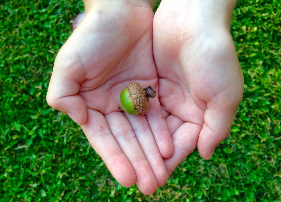 Container Garden Seed Collection ︎ You Can Grow Your Own Food! – Taiga ...